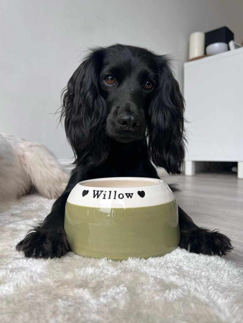 Best Spaniel Bowls for Cocker, Springer, and King Charles Breeds – Chow ...