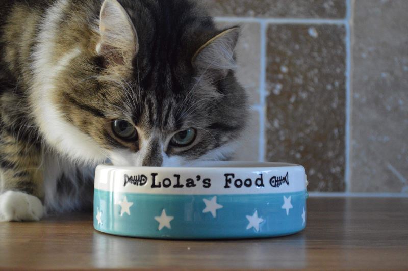 Handmade Cat Bowls – Whisker-Friendly & Elegant | Chow Bella – Chow ...